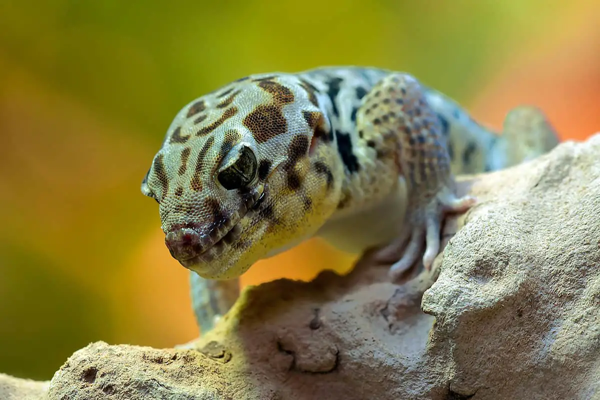 The Pros & Cons of Geckos as Pets by Species–8 Popular! - Pet Geckos