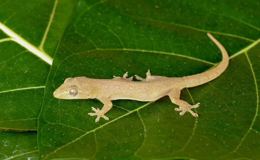 Common House Gecko: Species Profile - Pet Geckos