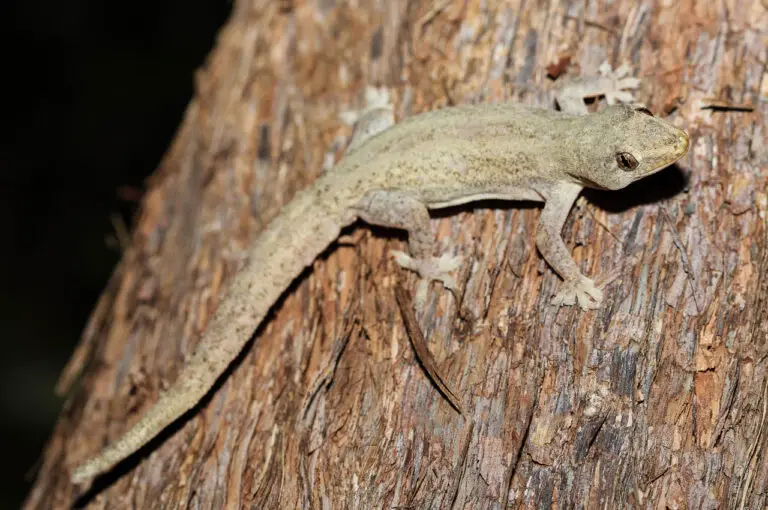 Common House Gecko: Species Profile - Pet Geckos