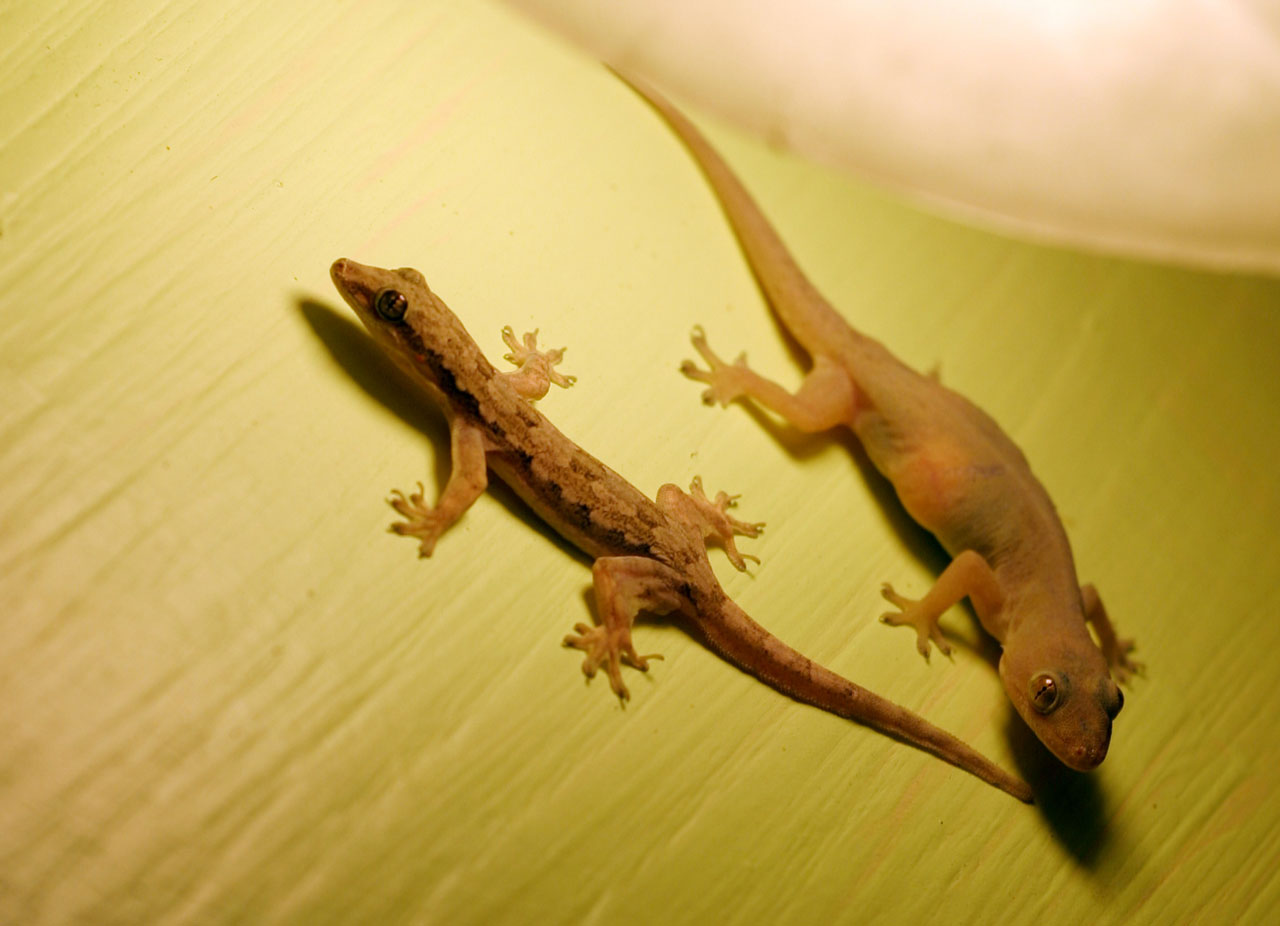 Common House Gecko: Species Profile - Pet Geckos