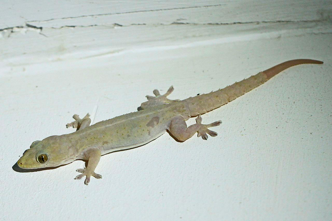 Common House Gecko: Species Profile - Pet Geckos