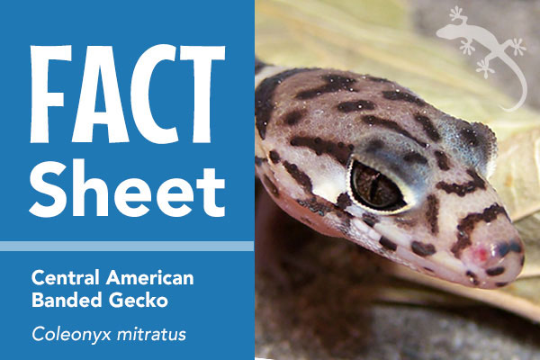 Central American Banded Gecko: Species Profile - Pet Geckos