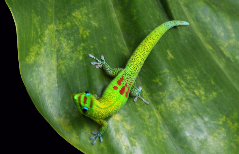 Gold Dust Day Gecko: Species Profile - Pet Geckos