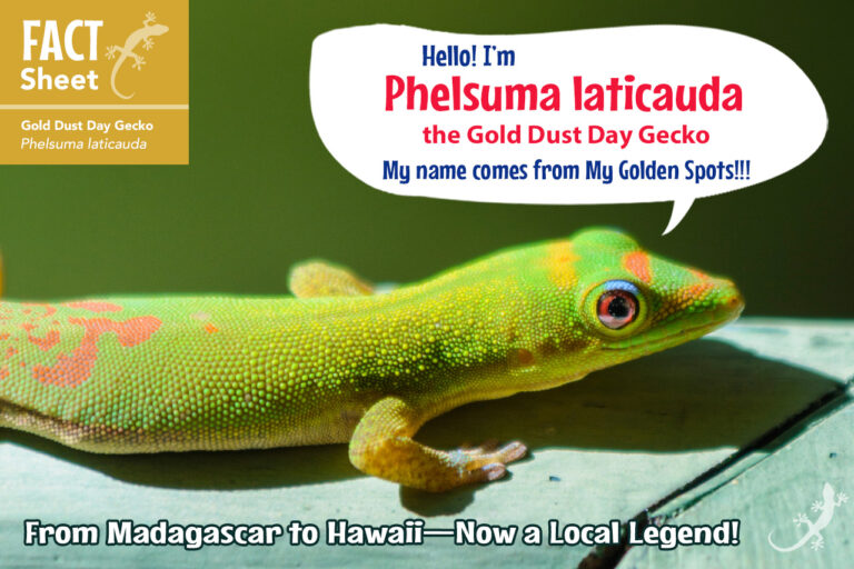 Gold Dust Day Gecko: Species Profile - Pet Geckos