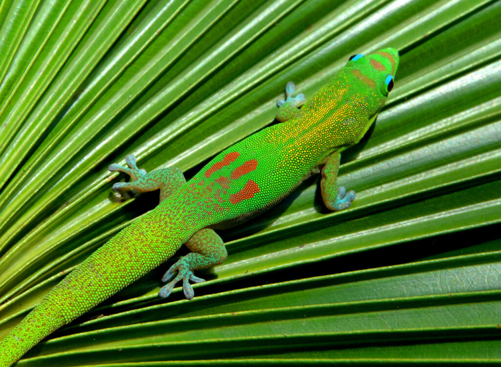 Gold Dust Day Gecko: Species Profile - Pet Geckos