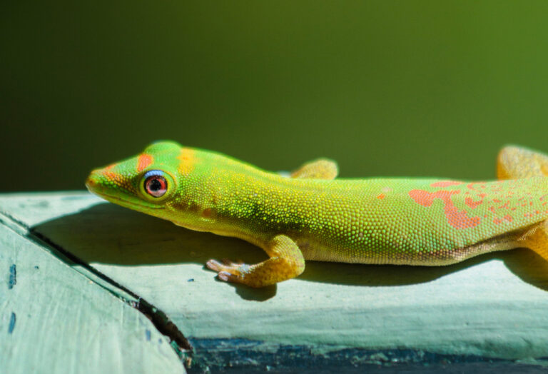 Gold Dust Day Gecko: Species Profile - Pet Geckos