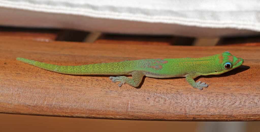 Gold Dust Day Gecko: Species Profile - Pet Geckos